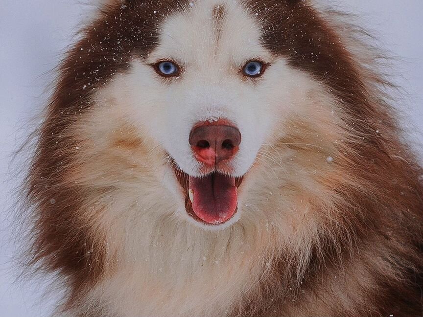 Собака Викинг в добрые руки