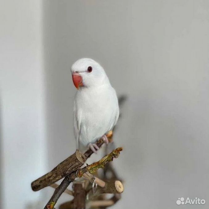 Кольчатый Ожереловый белый