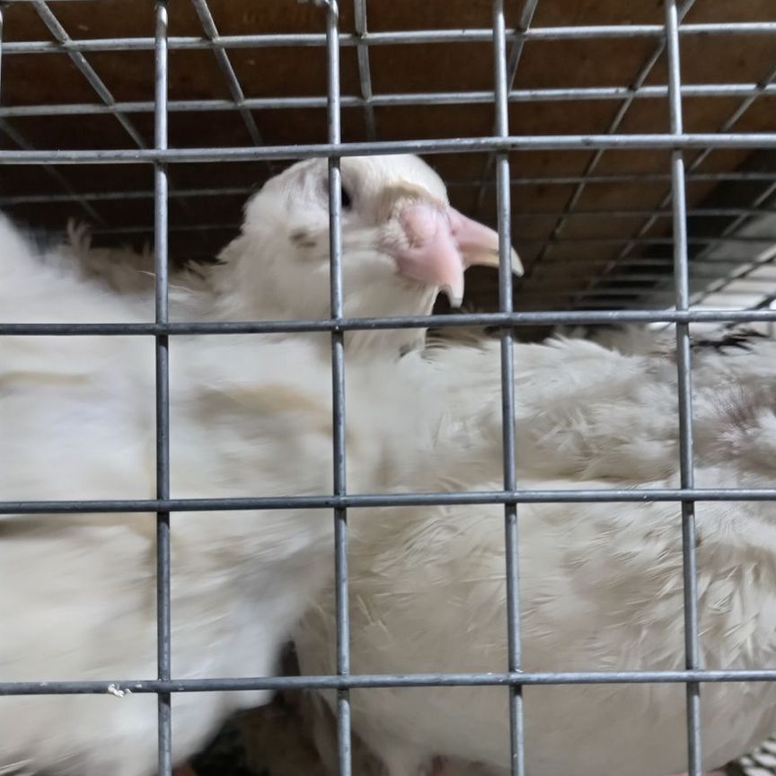 Мясо домашней птицы