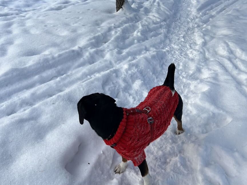 Свитер для собак (энтлебухер, такса)