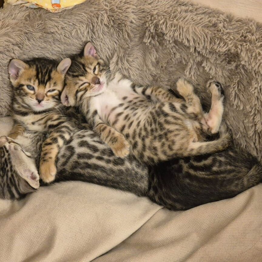 Бенгальские котята