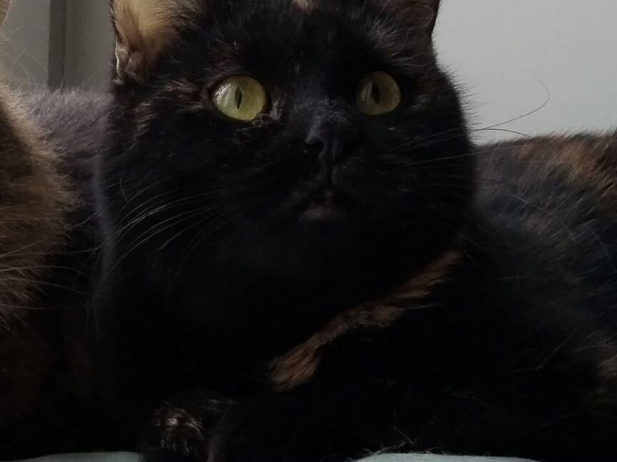 Черненькая кошечка бесплатно