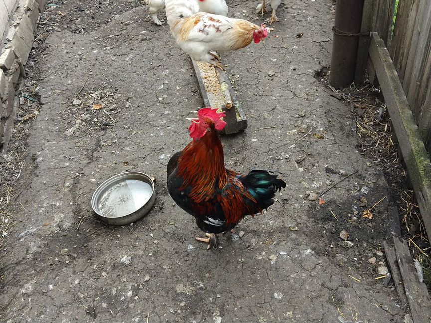 Продам шесть молодых петушков