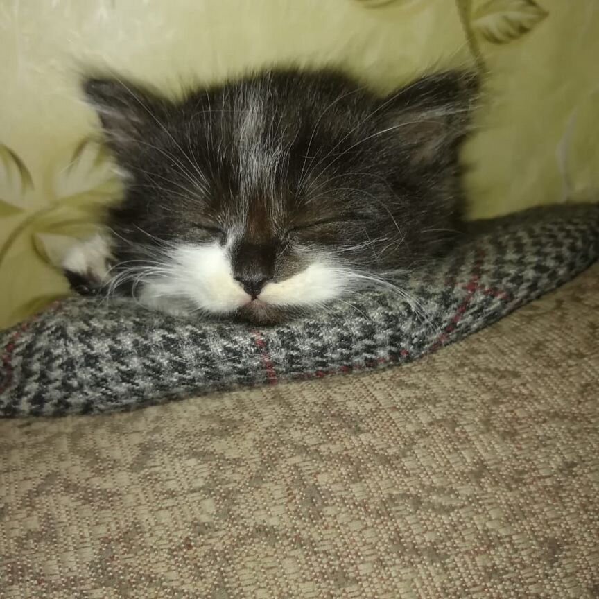 Продам котят 1.5 месяца