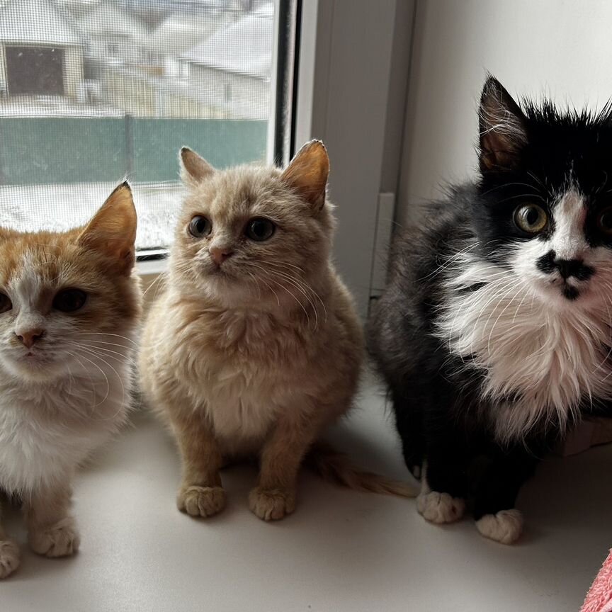 Брошенные котята ищут себе любящую семью