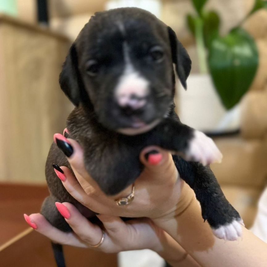 Джек-рассел-терьер, щенок