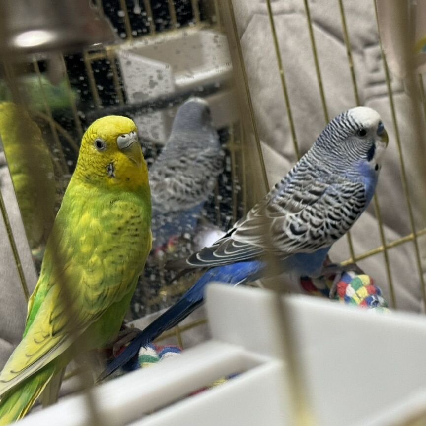 Волнистый попугай с клеткой