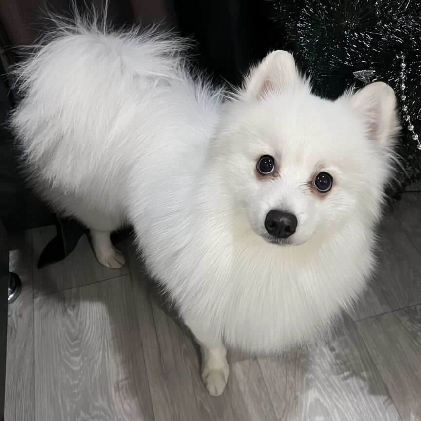 Немецкий шпиц, взрослый пёс