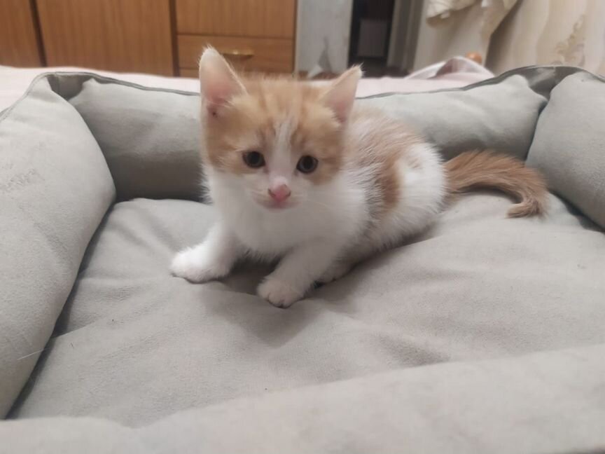 Умные энергичные котятки