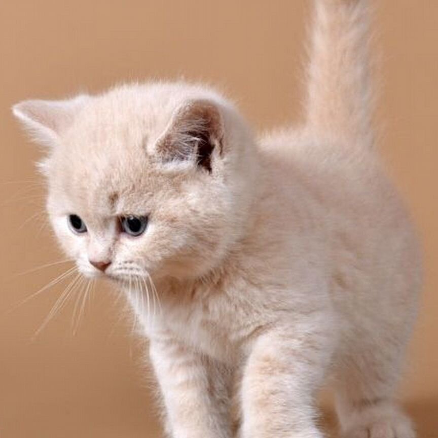 Британские котята
