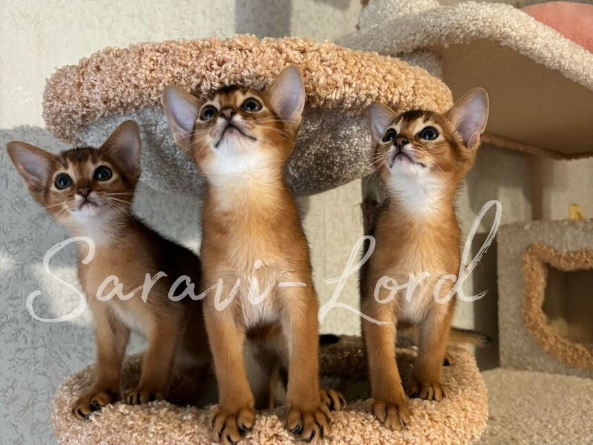 Абиссинские котята
