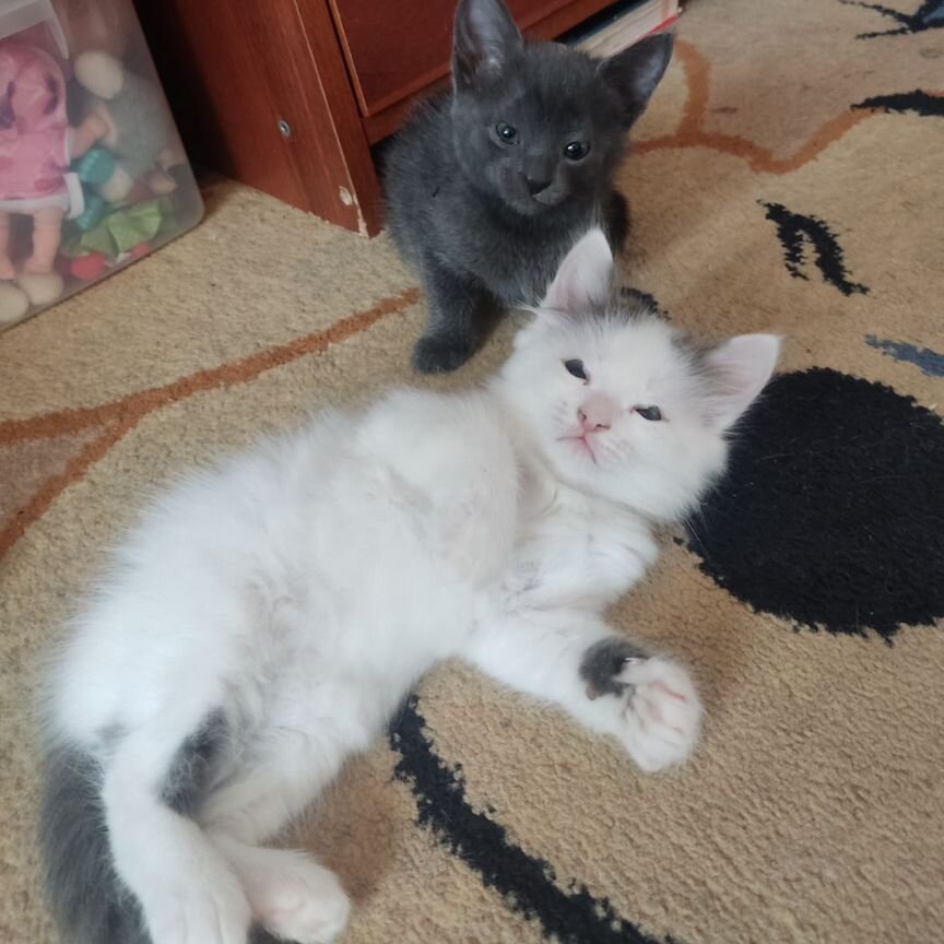 Кошки