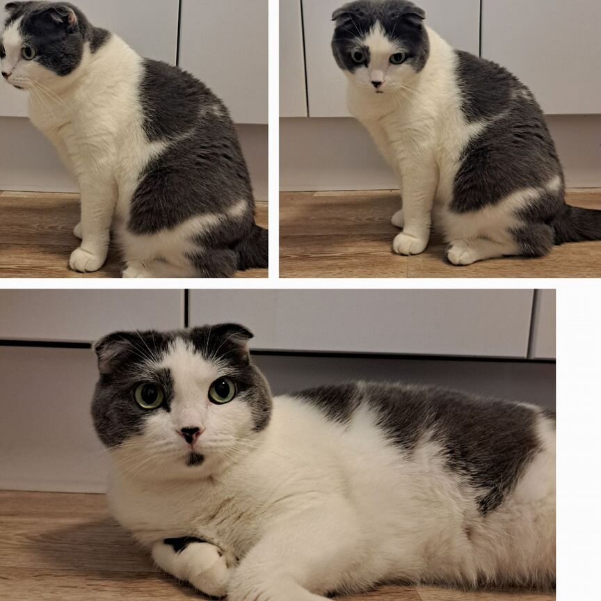 Кошки