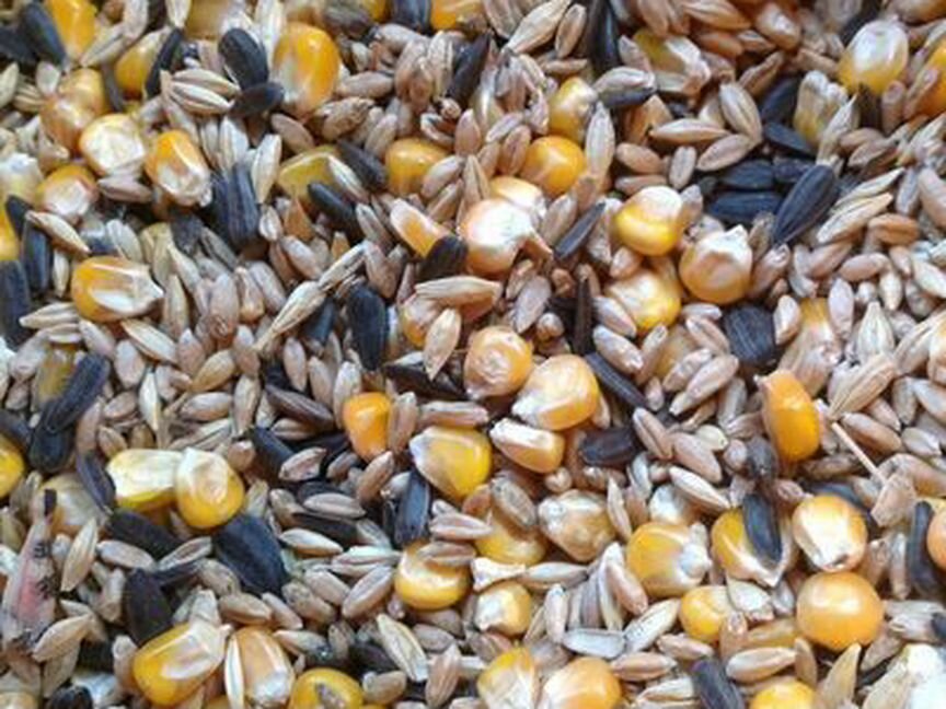 Зерносмесь