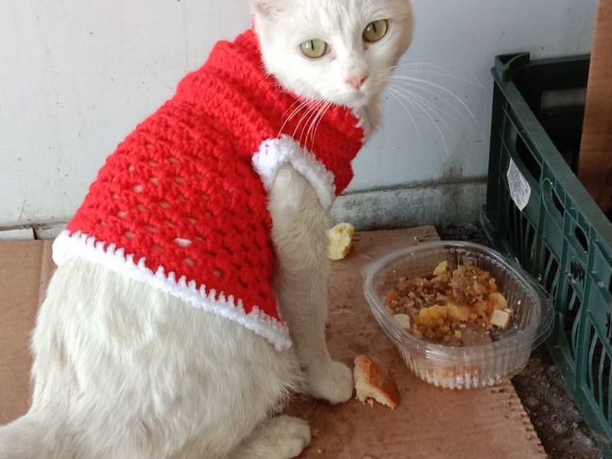Кошка белая в дар бесплатно