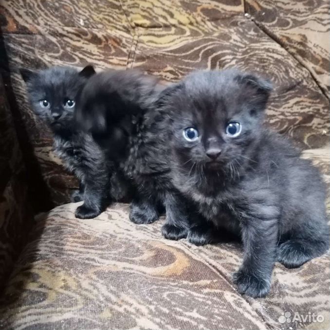 Шатланские вислоухие котята