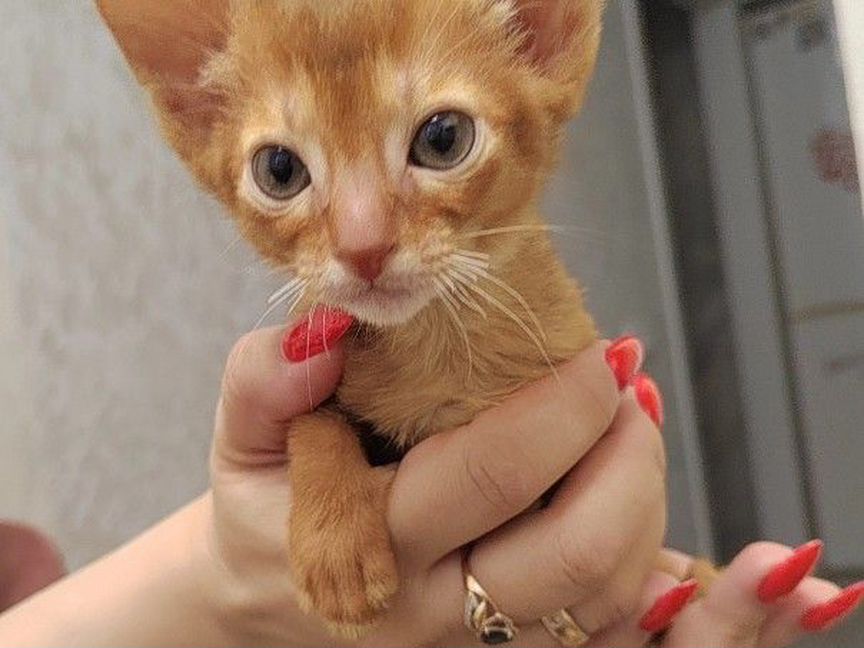 Абиссинская