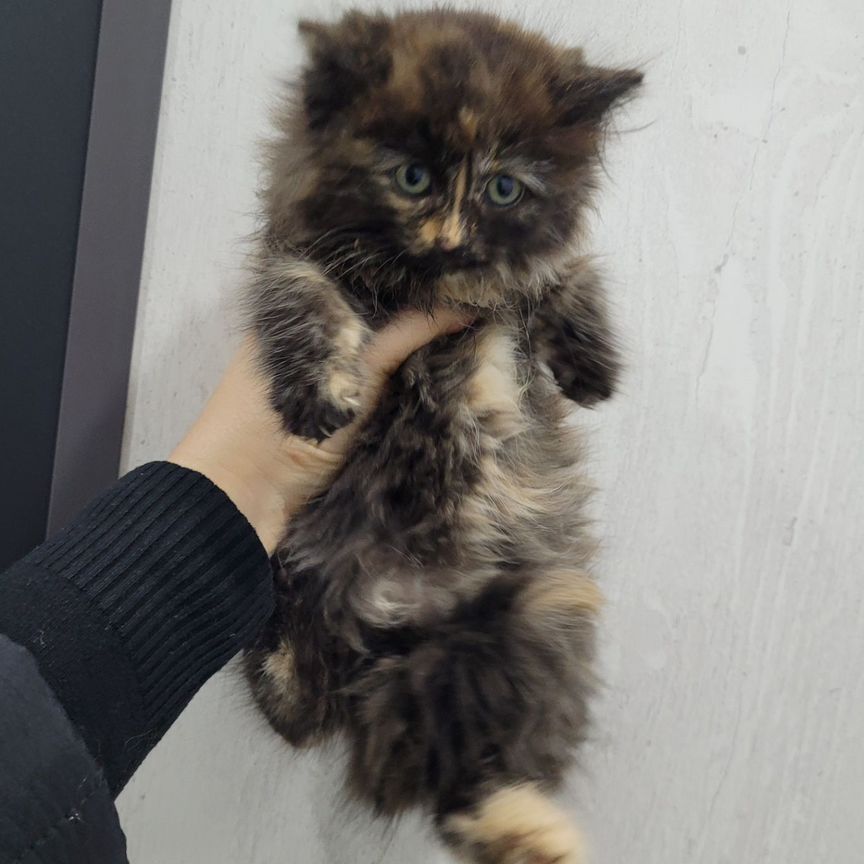 Котенок