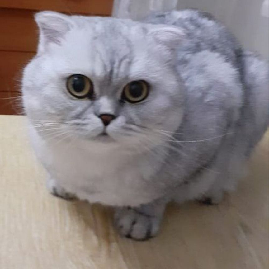 Шотландская вислоухая шиншилла