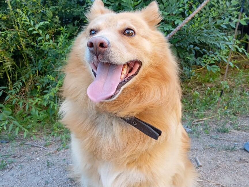 Макс в добрые руки