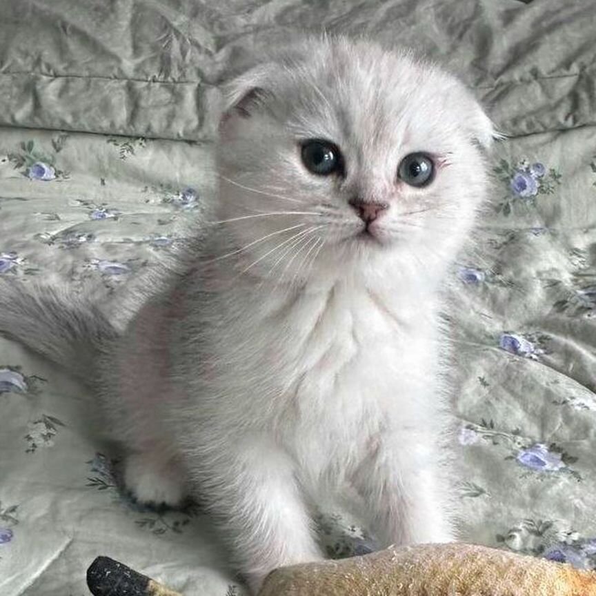 Шотландский вислоухий длинношёрстный котёнок