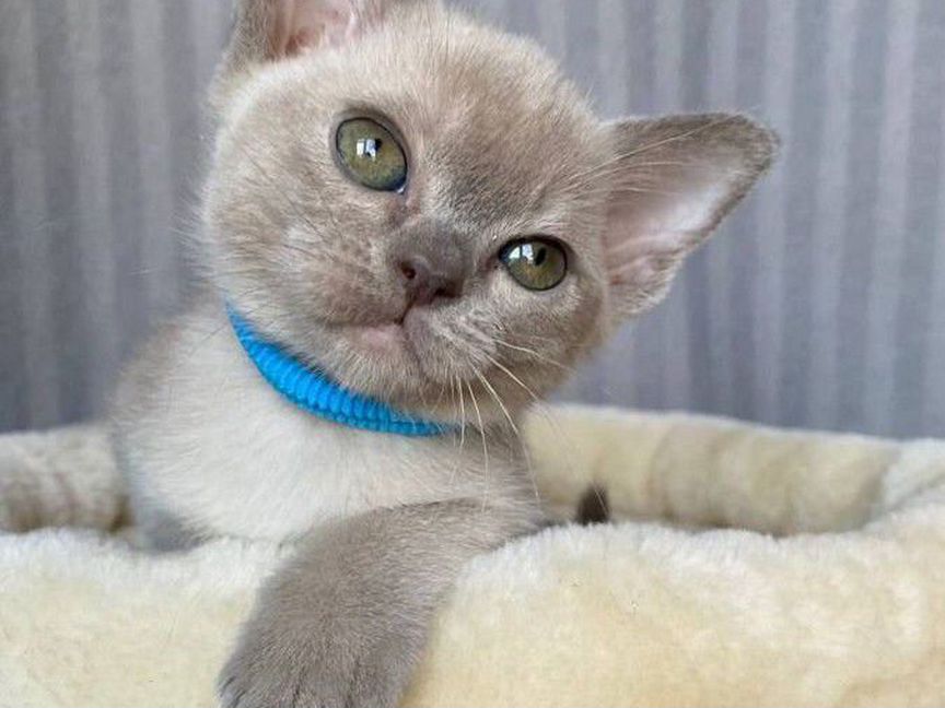 Бурманские котята