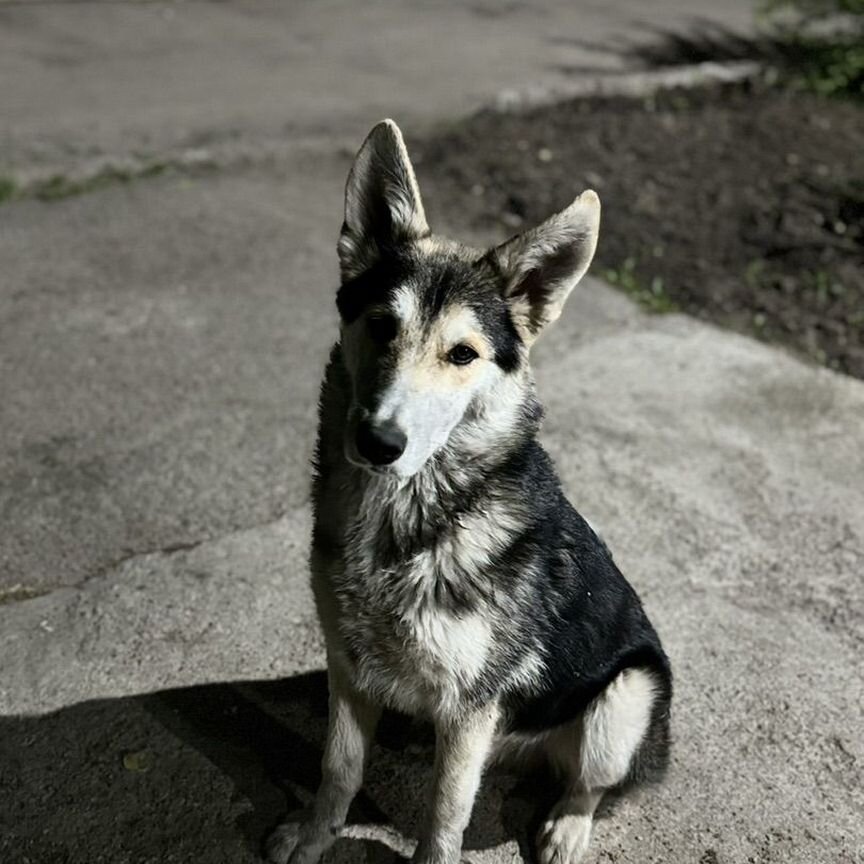 Собака в добрые руки