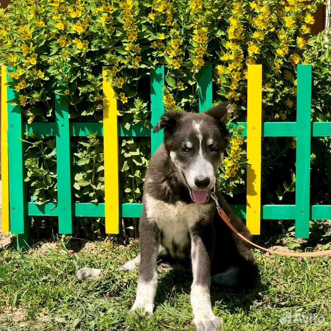 Очаровательный щенок Барон 4 мес