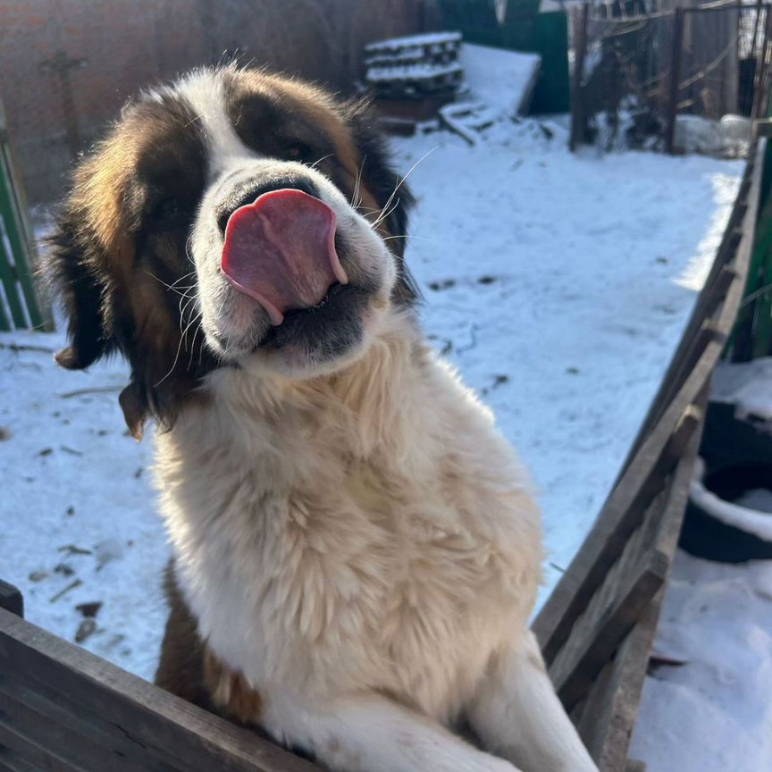 Московская сторожевая в добрые руки