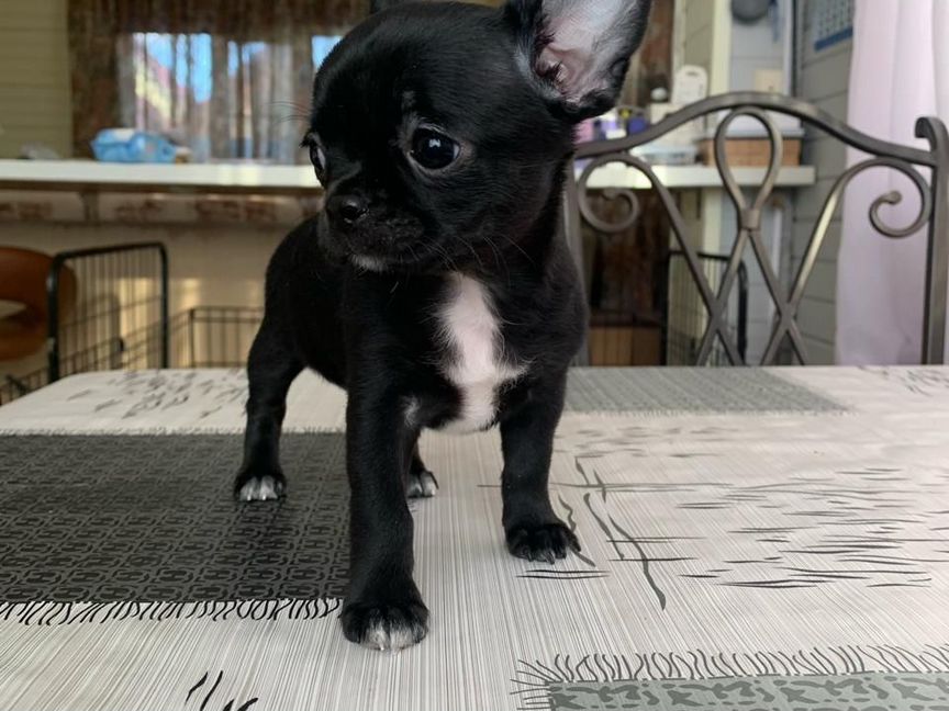 Чихуахуа девочка