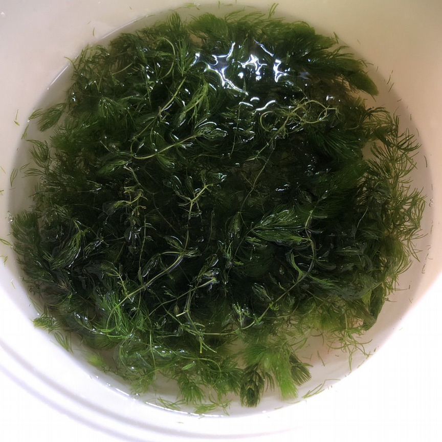 Отдам роголистник