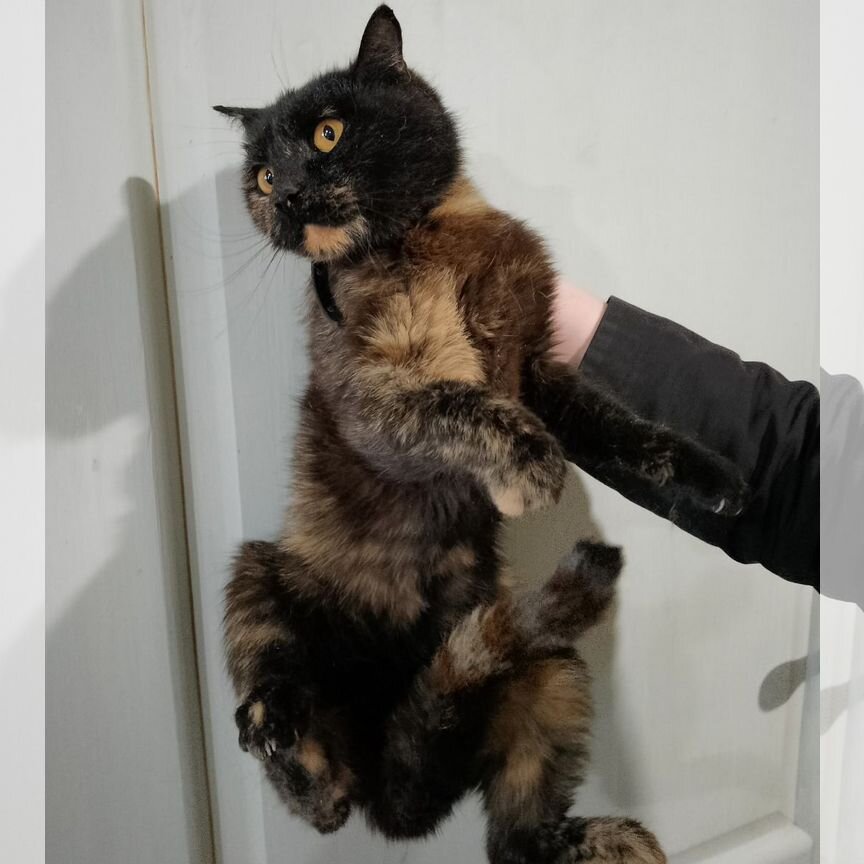 Взрослая кошка в добрые руки
