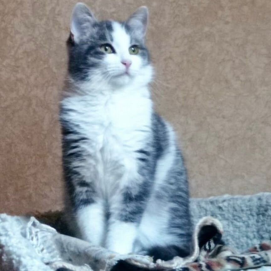 Котенок красавчик 8 месяцев