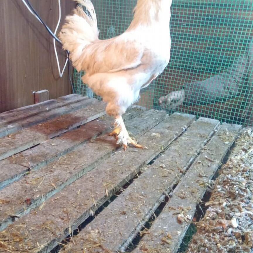 Молодые петухи