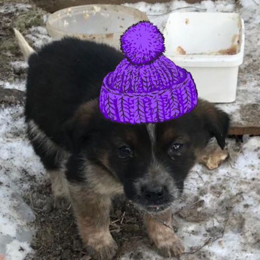 Отдам в добрые руки