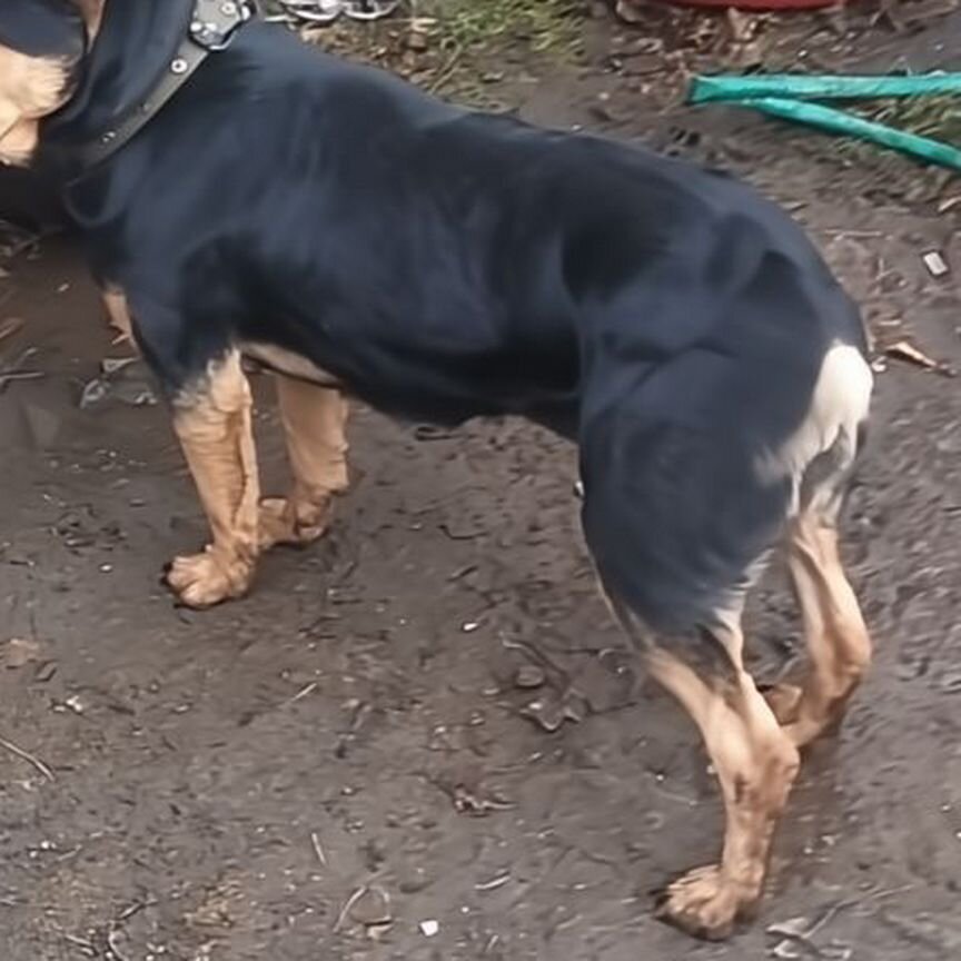 Ротвейлер, щенок