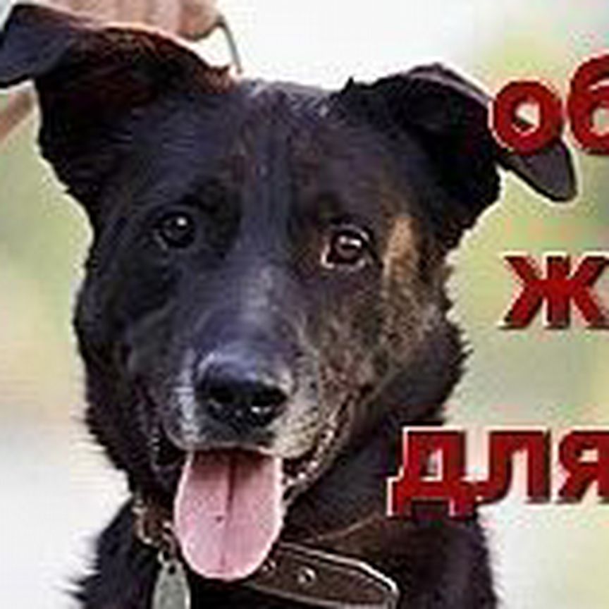 Обрезь, кости, жилки для собак