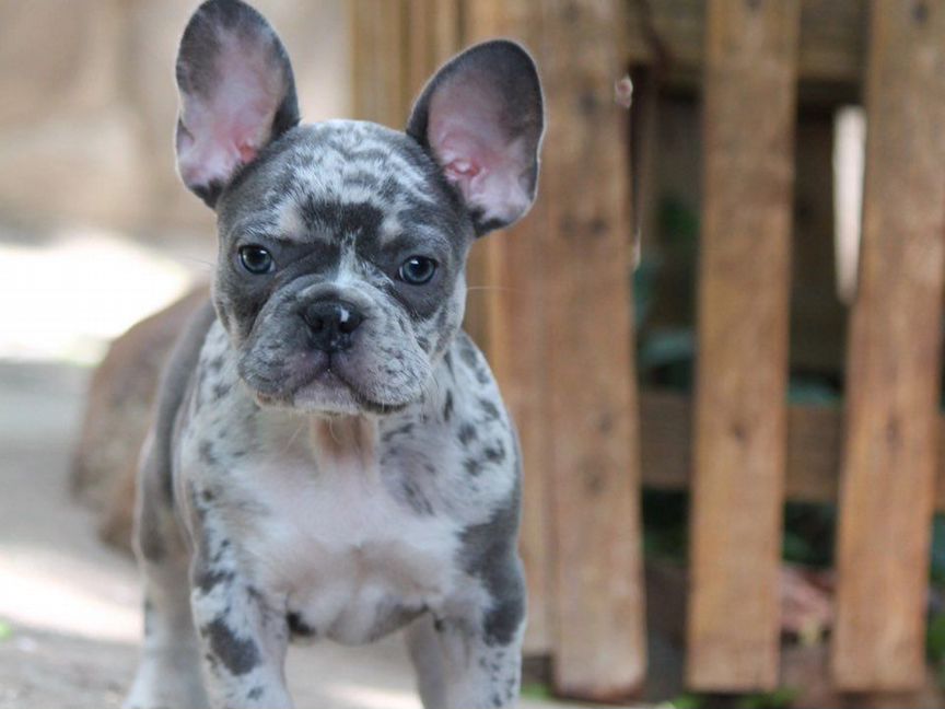 Француженка - милая красотка