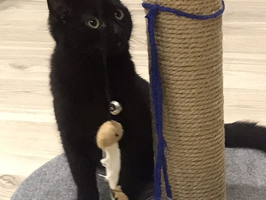 Котенок Маша в добрые руки