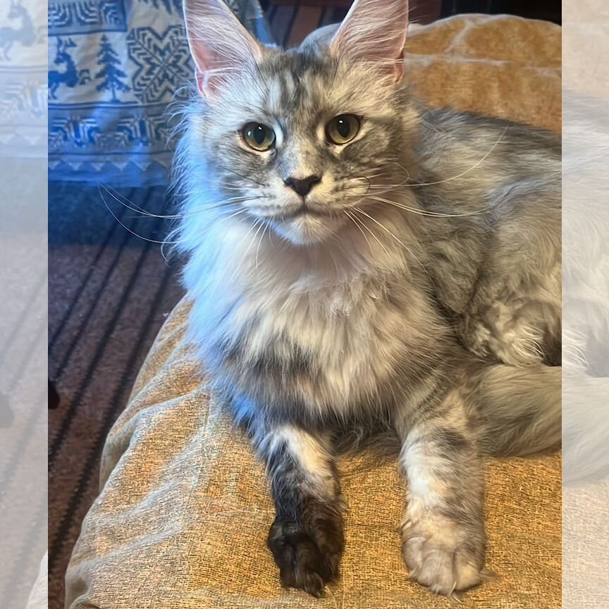 Мейн-кун кошка