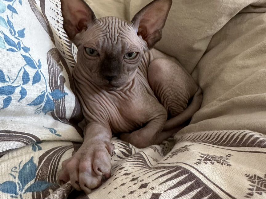 Канадский сфинкс котенок