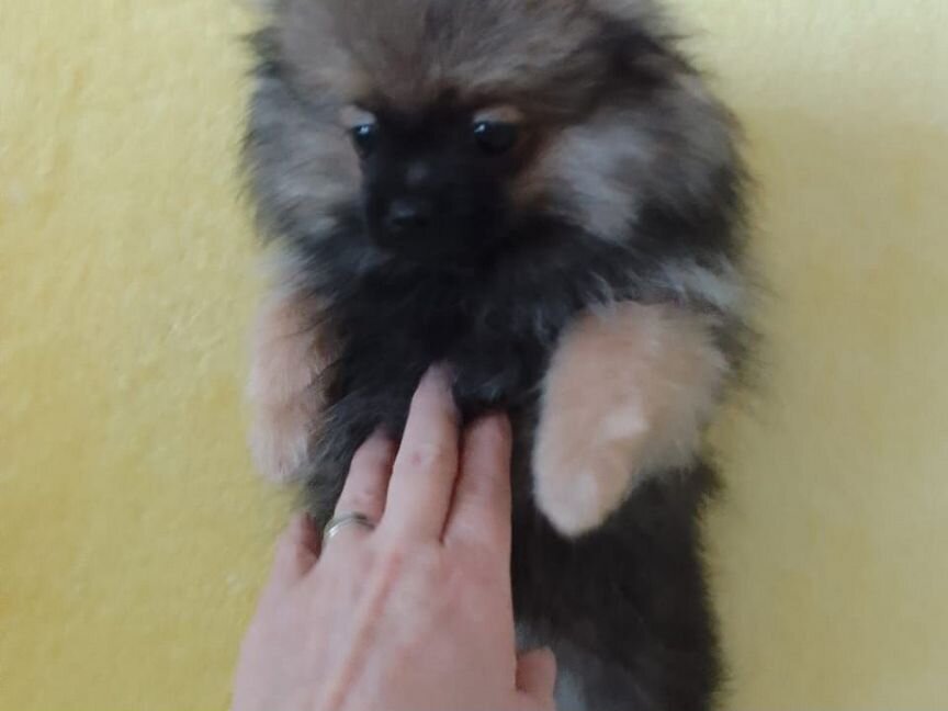 С Р О Ч Н О Шпиц мальчик Челябинск