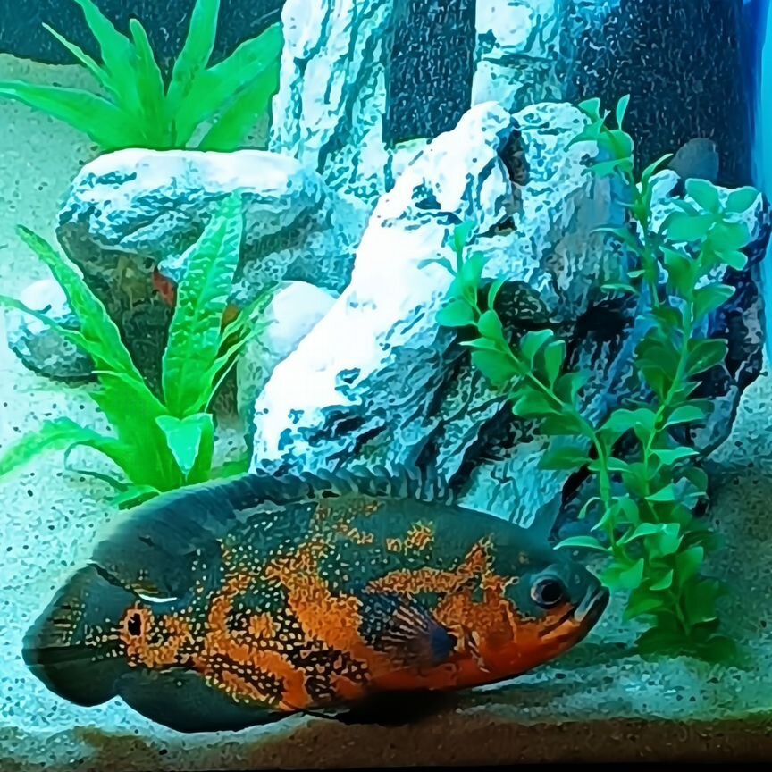 Аквариумная рыба Астронотус