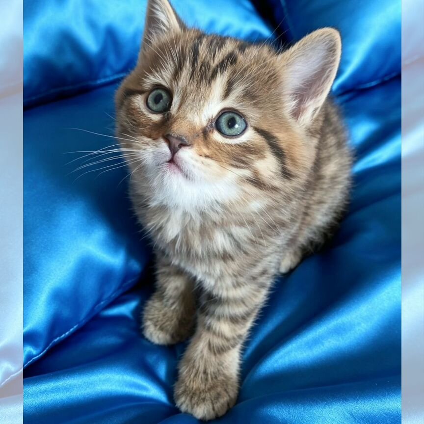 Шотландский вислоухий короткошёрстный котёнок