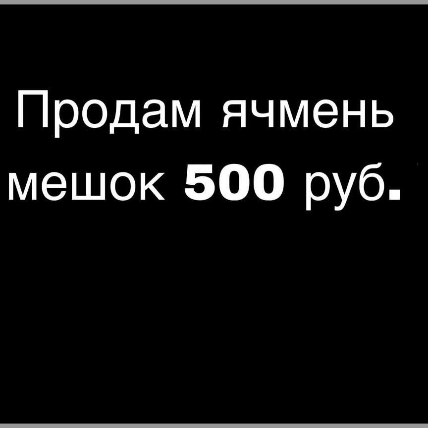 Зерно ячмень