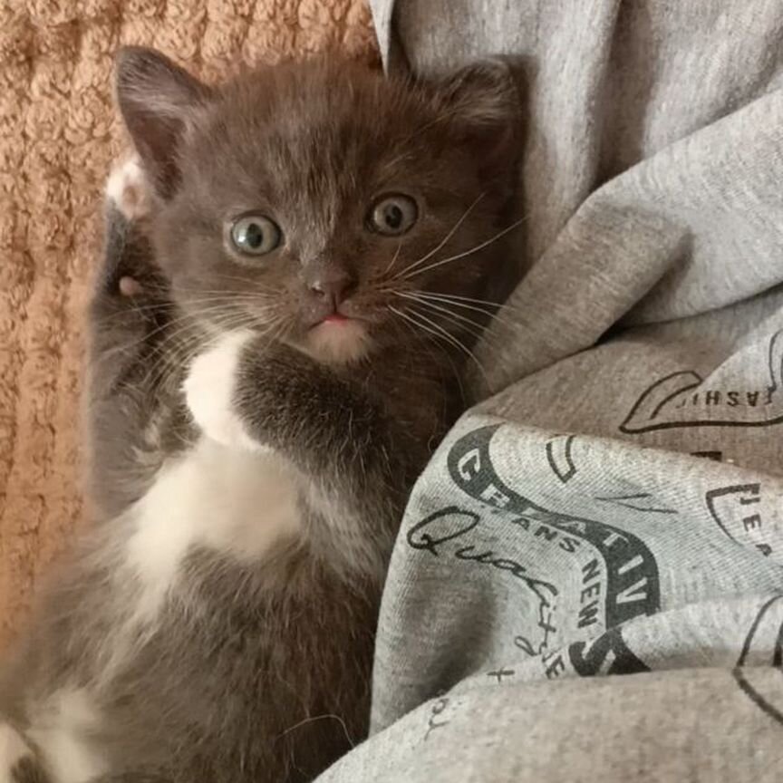 Кошка девочка