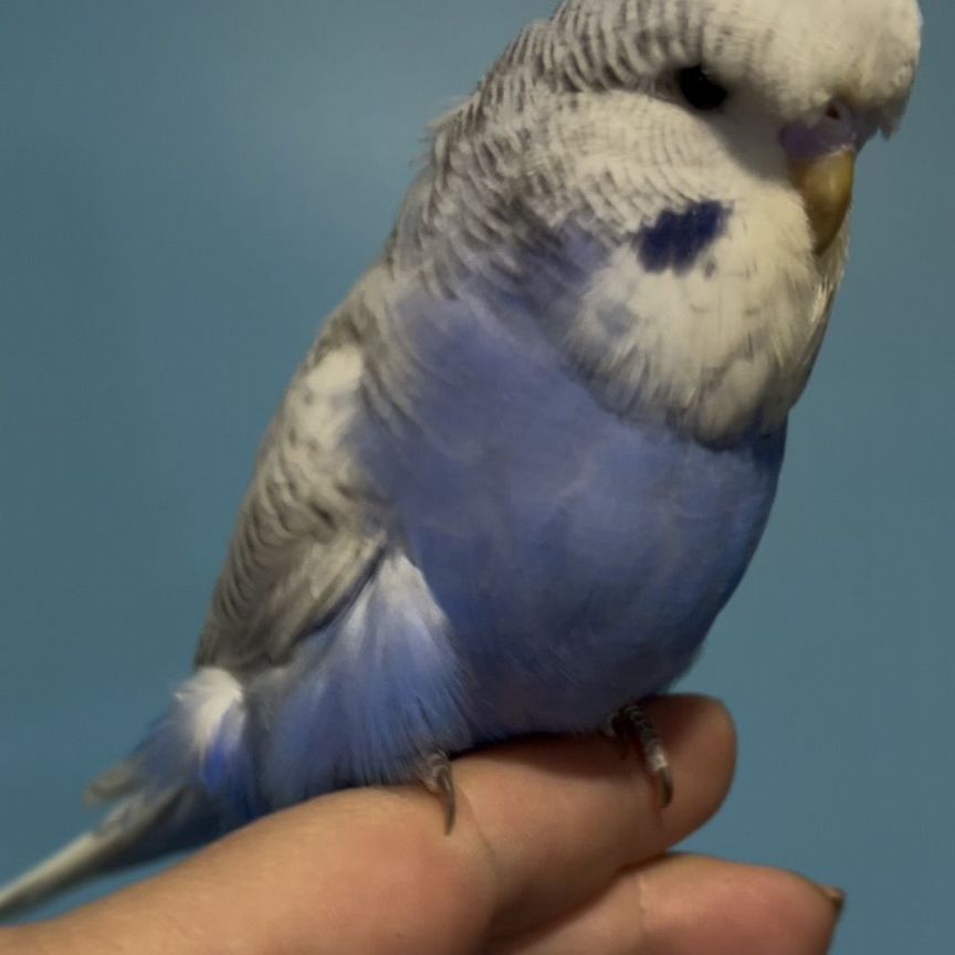 Попугай ввп чех с шикарной родословной