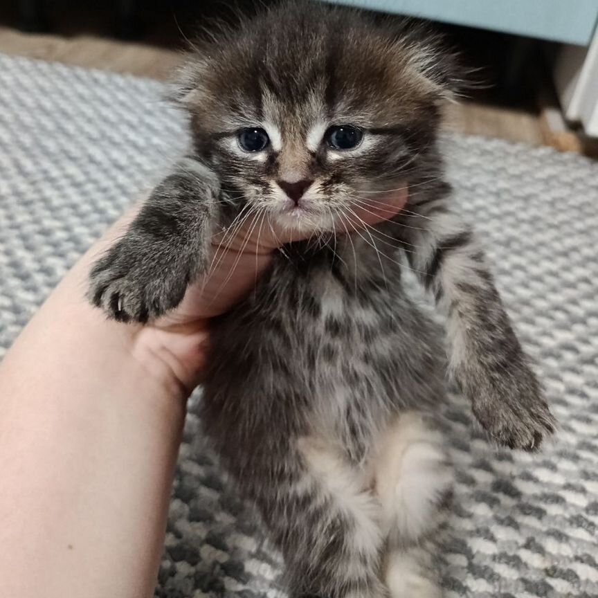 Шотландский вислоухий короткошёрстный котёнок