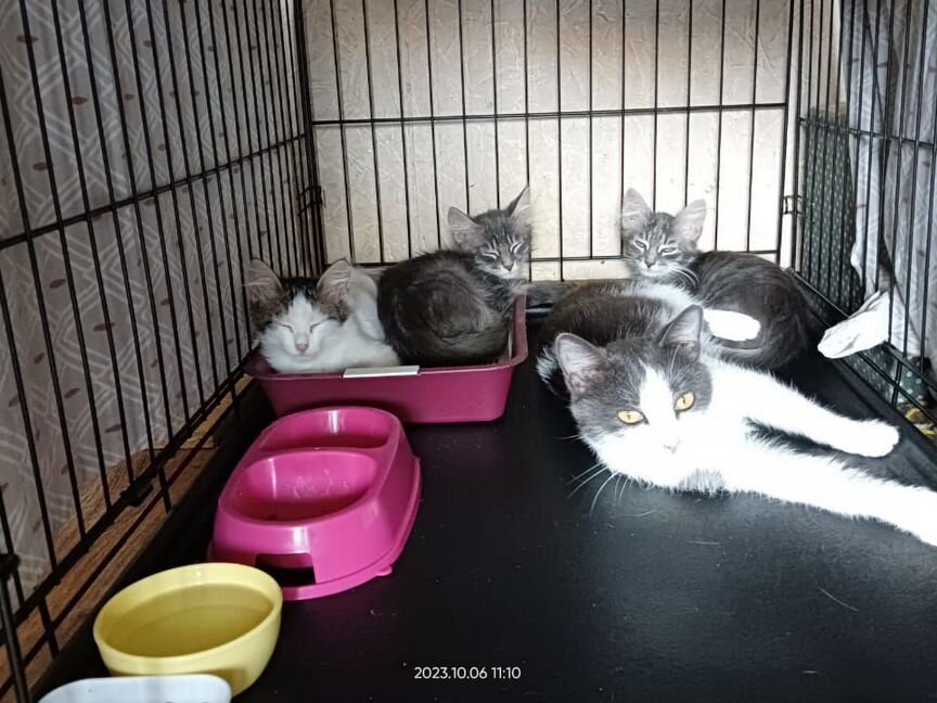 Котята мальчики и мама в добрые руки бесплатно