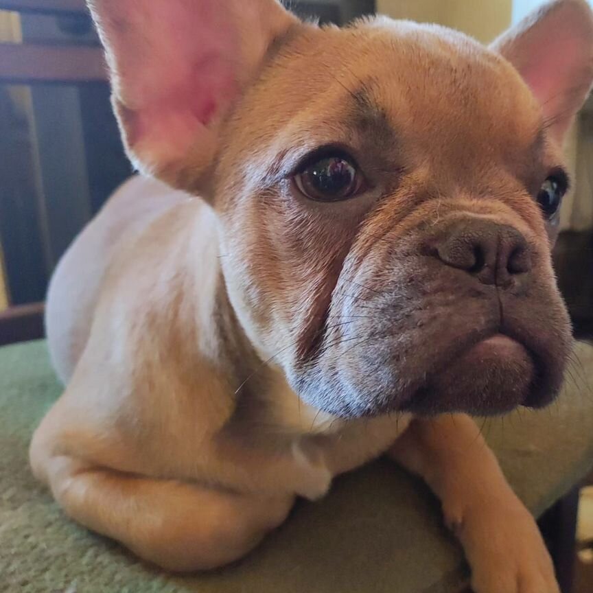 Французский бульдог, щенок